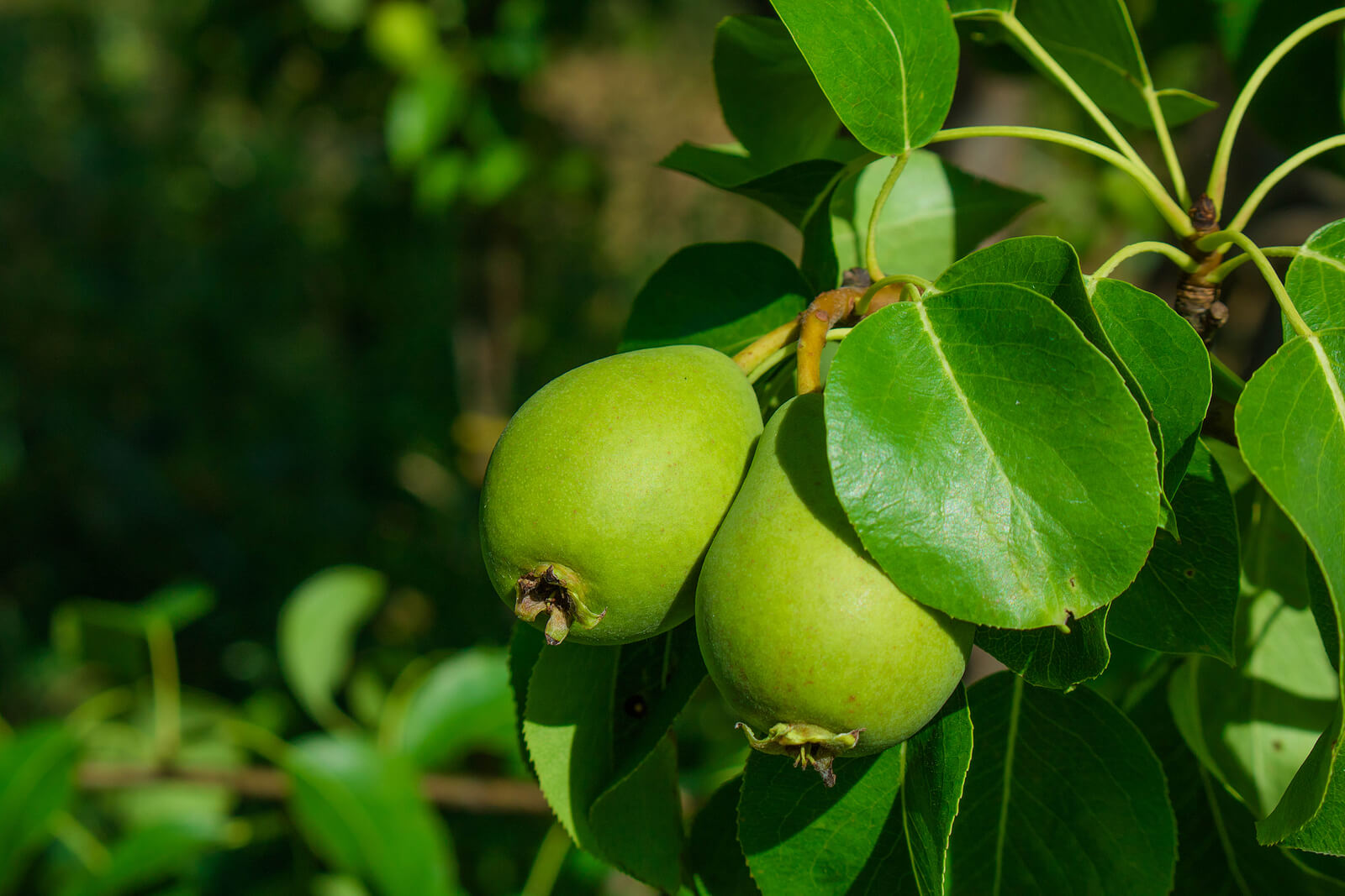 Fructosa: todo lo que debes saber - Muy Salud