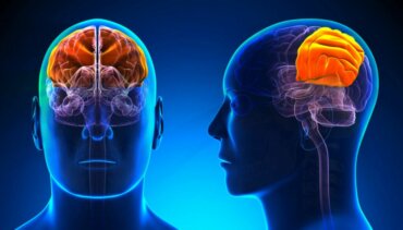 Parietal lobe: characteristics and functions
