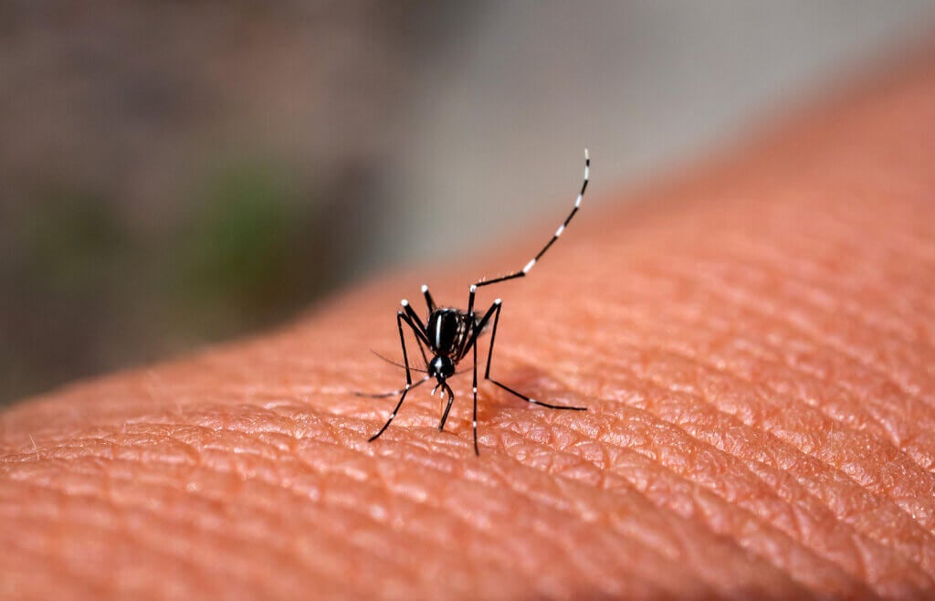 Why do mosquitoes bite?