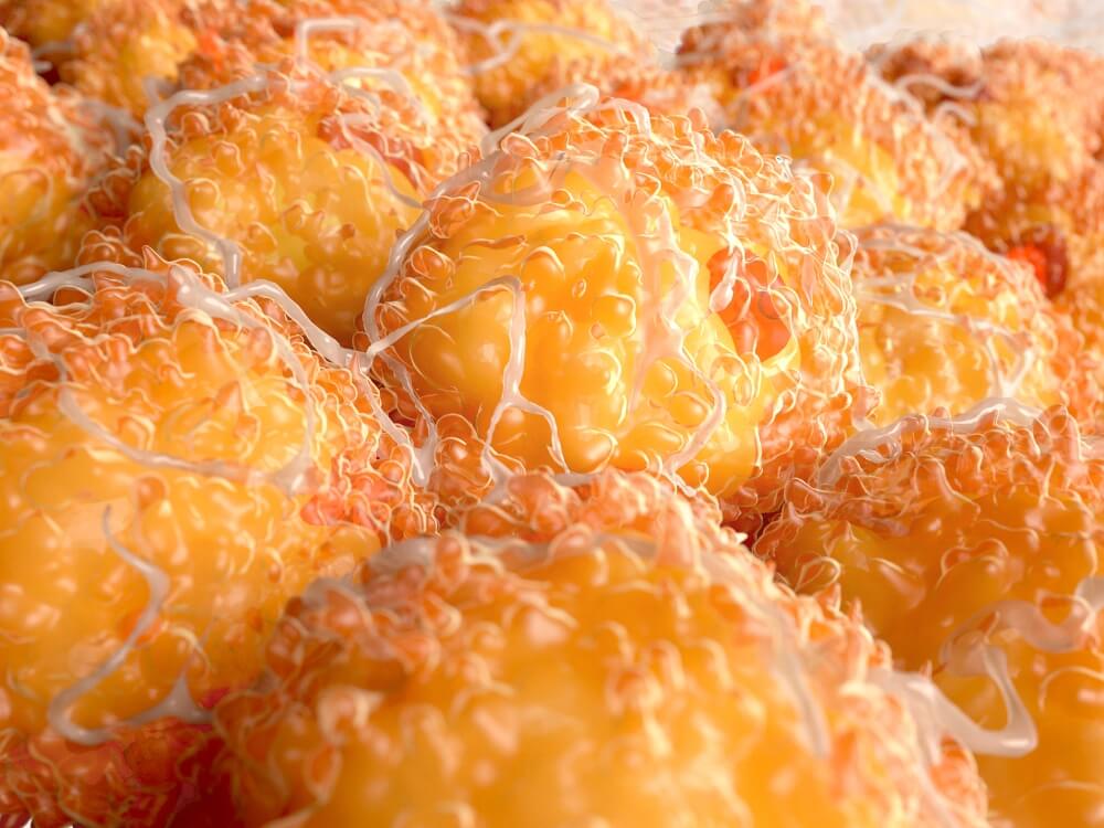 Lipids: what are they and what are they for?